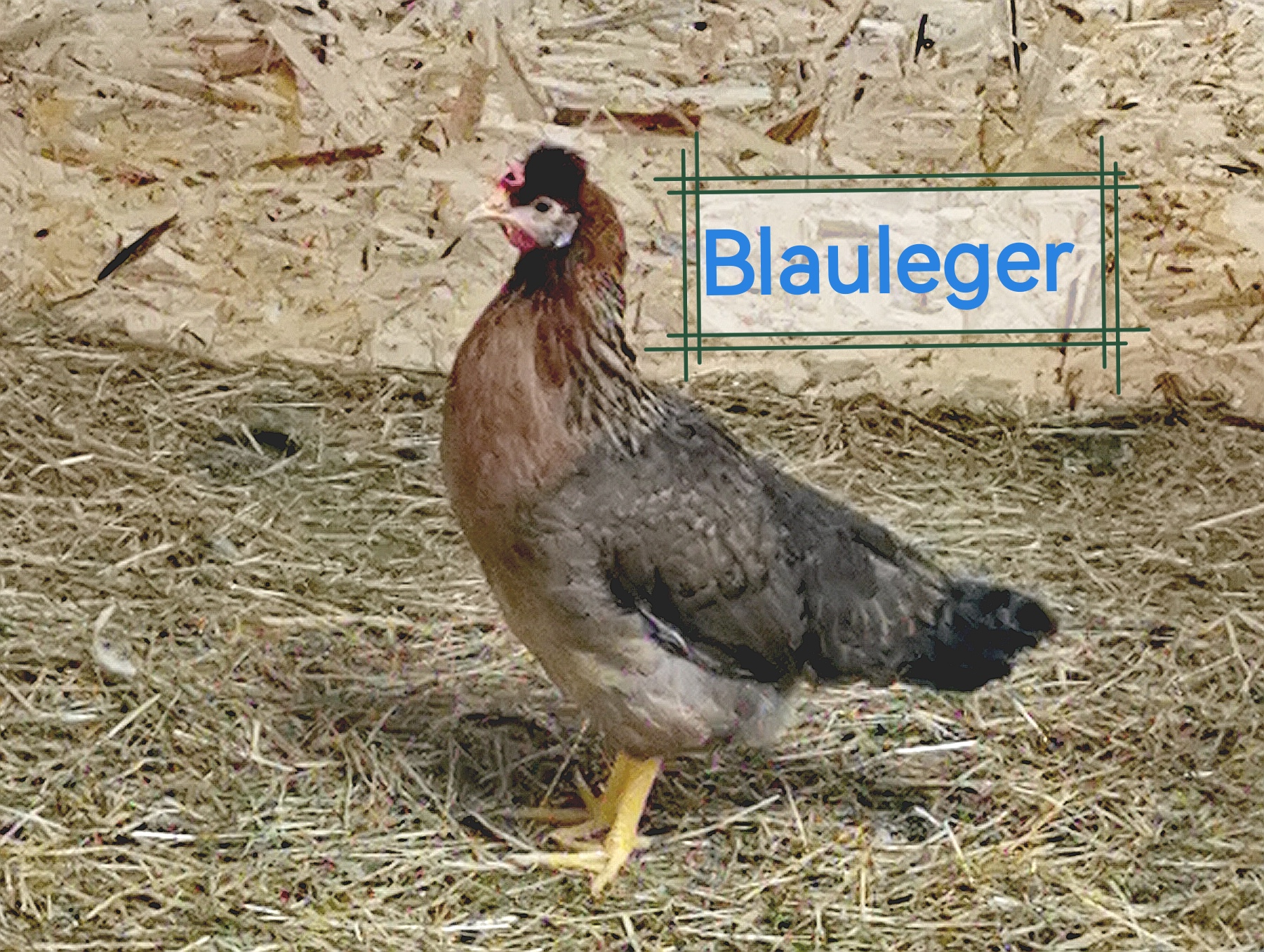 Hühner zu verkaufen